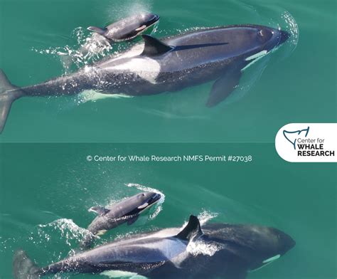 Center For Whale Research Spots New Southern Resident Orca Calf Near