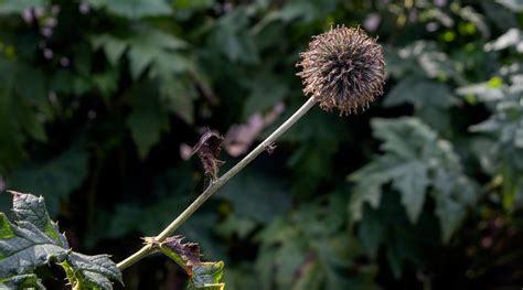 Globe Thistle Pruning
