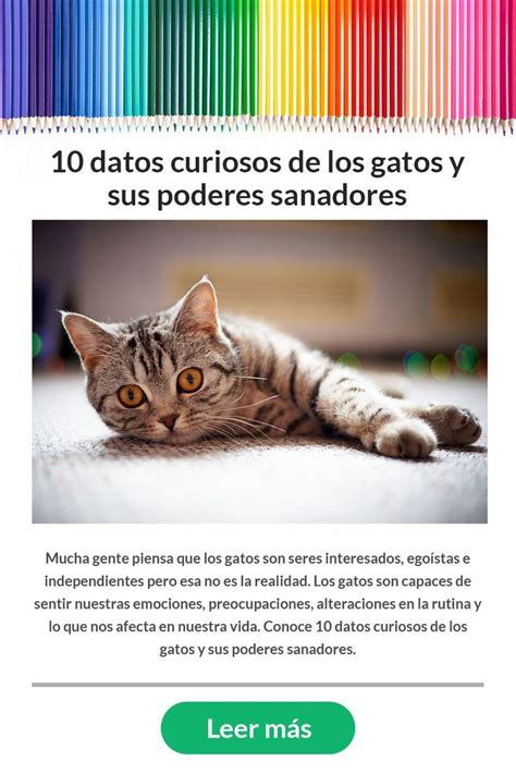 10 Datos Curiosos De Los Gatos Y Sus Poderes Sanadores Datos Curiosos
