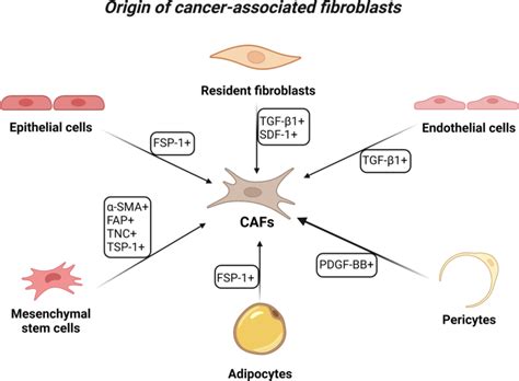 头颈部鳞状细胞癌中癌症相关成纤维细胞的异质性：机遇与挑战cell Death Discovery X Mol