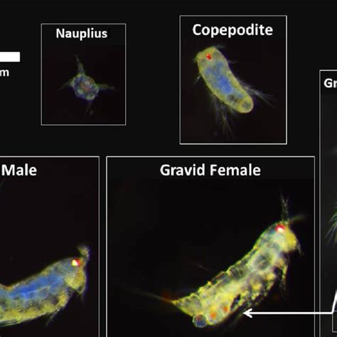 Reproduction Rates Nauplii Copepoditesfemale Of The Copepod