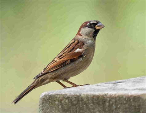 Old World Sparrow All Bird Species