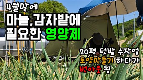 주말농장 텃밭 마늘 감자4월말에 준 비료 영양제켈프뿌리네랜드콘 Youtube