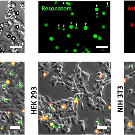 Internalization Assay Reveals Resonator Uptake By Different Cell Types Download Scientific