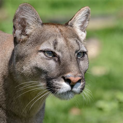 Puma Taken At The Wildlife Heritage Foundation Whf Smard Flickr