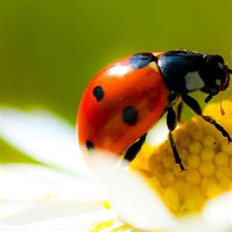 Stream Sha1733 Listen To Rip Aaliyah