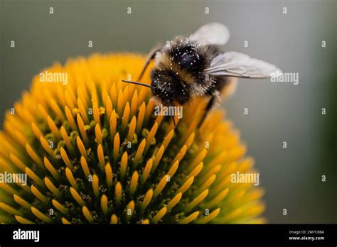 Bee Collecting Pollens From A Yellow Coneflower While Being Covered In Pollen Herself Captured