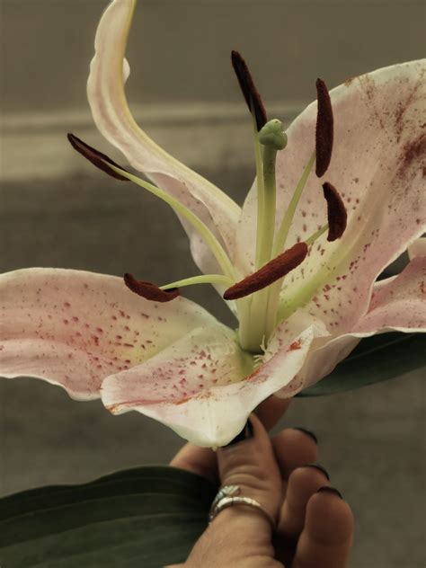 Through The Postern Gate On Tumblr