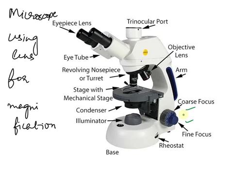 Parts Of A Microscope With Functions And Labeled Diagram OFF