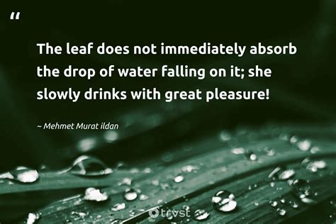 Leaf Quotes Maple Tree Leaf Watercolor Print Inspirational Quote Art