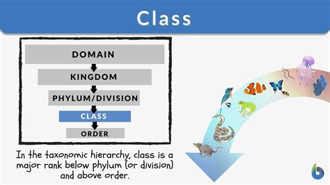 Class Definition And Examples Biology Online Dictionary
