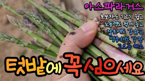 아스파라거스 텃밭에 꼭 심으세요 Youtube