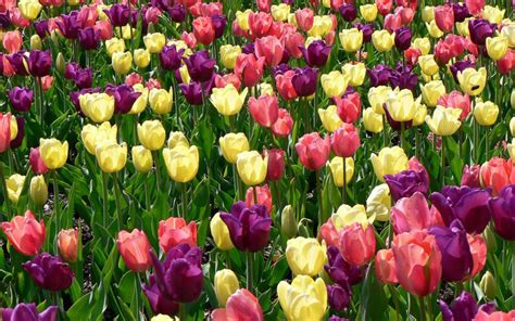 May Flowers Wallpapers Wallpaper Cave