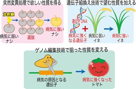 さまざまな品種改良の方法 バイオステーション
