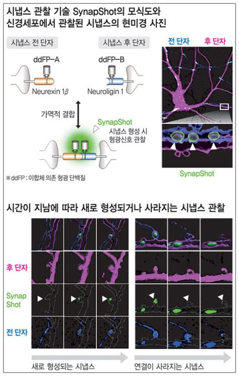 ‘시냅샷 기술 개발 성공 기억 · 인지 과정 실시간 관찰한다 Science