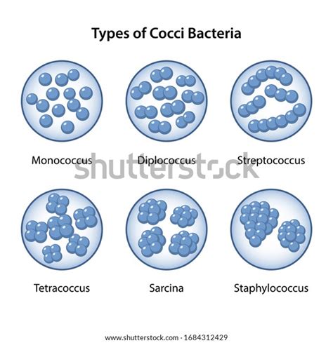 Types Coccus Bacteria Magnifying Glass Coccus 库存矢量图（免版税）1684312429 Shutterstock