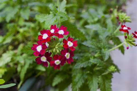 História e curiosidades sobre a verbena