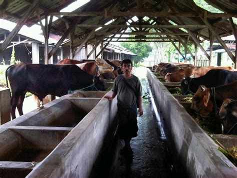 Ternak Sapi Potong Kandang Sapi Tradisional