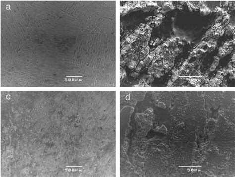 Post Degradation Sem Micrographs Of A Pure Magnesium — Low Magni Fi Download Scientific