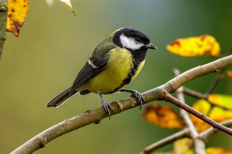 Great Tit Parus Major Wildlife Vagabond