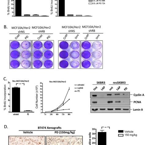 Cdk4 6 Inhibition Has Potent Cytostatic Effect In Her2 Positive Models Download Scientific