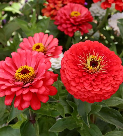 Latest Annies Delivery The Plant Foundry