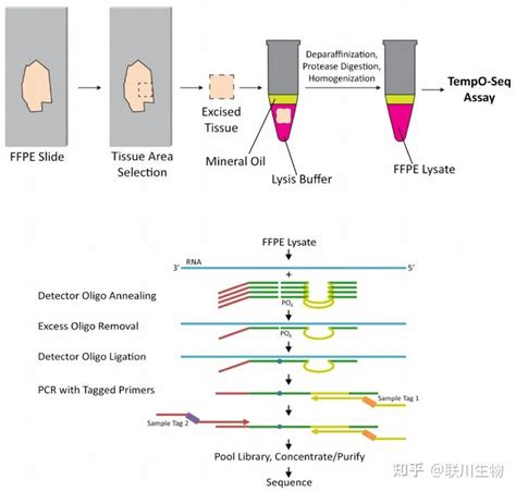 Ffpe单细胞测序是什么？如何挽救冻存样本？ 知乎