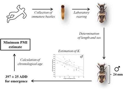 A Schematic Representation For The Implementation Of The Method In Download Scientific Diagram