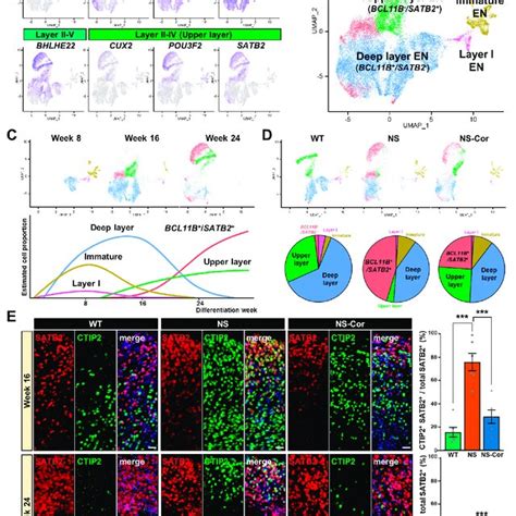 Disturbed Regulation Of Cortical Layer Identity In Ns Cos A