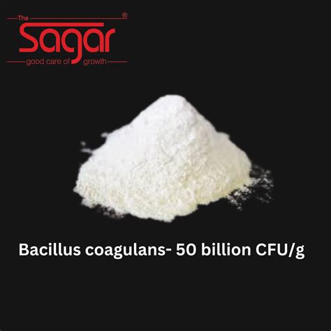 Bacillus Coagulans 50 Billion Cfu G At ₹ 2500 Kg Hay Bacillus In Rajkot Id 2851843403173