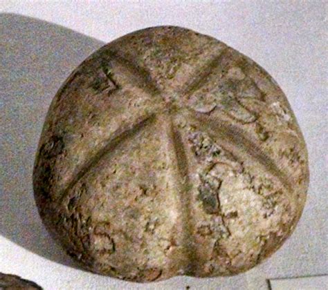 Louisville Fossils And Beyond Clypeus Plotii Echinoid Fossil