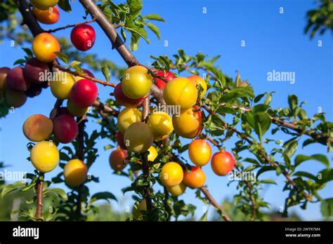 Mirabelle Plum Also Known As Mirabelle Prune Or Cherry Plum Is A Cultivar Group Of Plum Trees