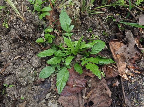 Rorippa Indica Picturethis