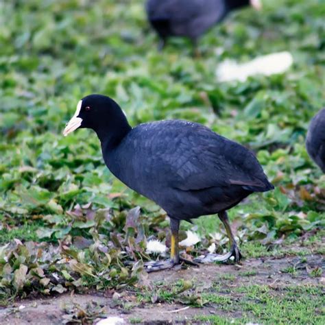Premium Photo Adult Coot
