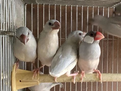 シルバー文鳥の若鳥です宮城県 鳥の里親募集 484022 3枚目の画像 ペットのおうち里親決定25万頭