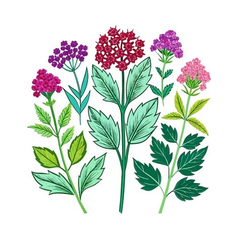 Premium Vector Realistic Beautiful Herbs Vector Illustration