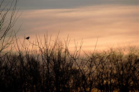 야생조류 에 대한 피복하지 않은 지점 Bar에서는 실루엣만 비치는 스카이 0명에 대한 스톡 사진 및 기타 이미지 0명 검은새 경관 Istock