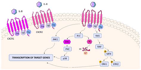 Cxcr1 And Cxcr2 Structure And Signaling The Interaction Of Il 8 With