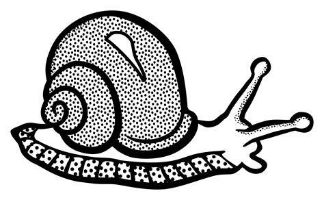 Collection Of Png Snail Black And White Pluspng