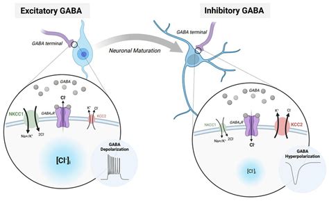 The Excitatory Inhibitory Transition Of Gaba During Neurodevelopment Download Scientific