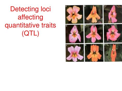 Ppt Quantitative Genetics Traits Controlled My Many Loci Powerpoint