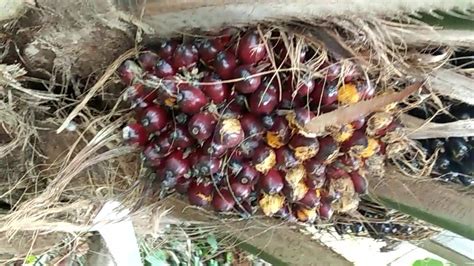 My First Project Object Detection Dataset By Dnjisme