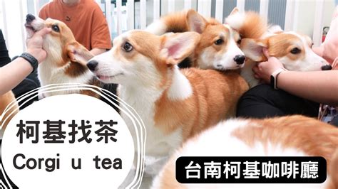 柯基在手，天下我有！多隻柯基犬的小巧咖啡廳｜柯基找茶corgi U Tea 狗狗咖啡廳 台南市安平區 Youtube