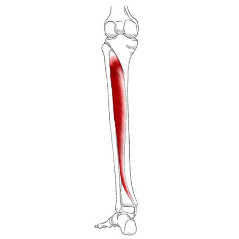Tibialis Posterior The Trigger Point Referred Pain Guide V
