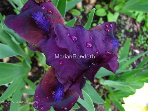 Fleeting Iris By Marianbendeth Redbubble