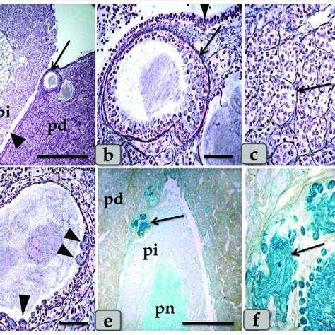 A Sagittal Section Of The Sheep Pituitary Gland A Showing The Pd Pi
