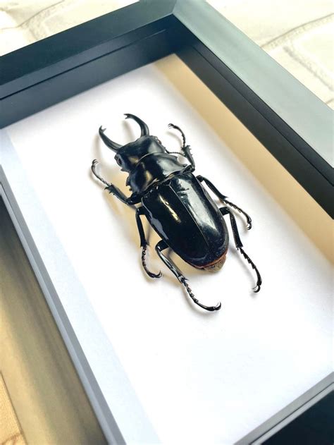Black Stag Beetle Odontolabis Dalmani Deep Shadow Box Frame Display