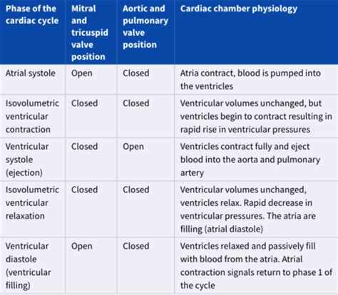 Lecture 9 And 10 Contractility Flashcards Quizlet