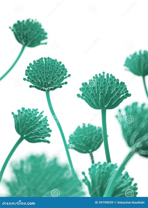 Aspergillus Mold Vector Illustration Isolated On White Background