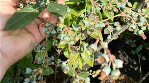 Как нормировать перегруженый куст голубики Youtube